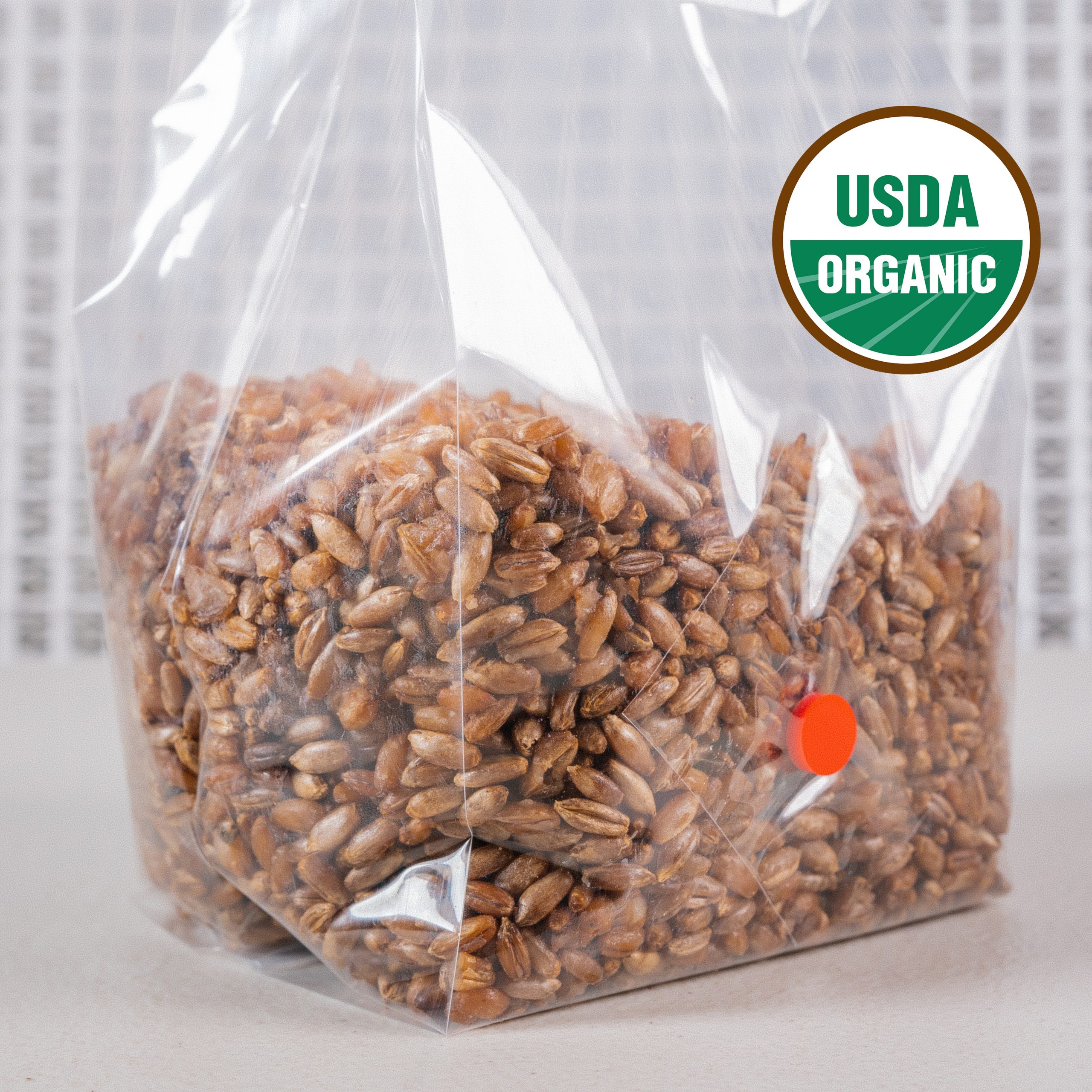 Organic "Choice of Champions" Rye Berry Grain Spawn | Fresh Cultivators